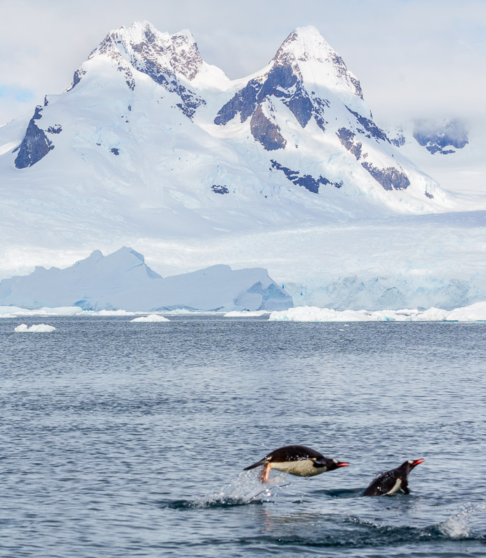 Flying Penguins | madmanchan